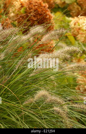 Lampenputzergras, Pennisetum alopecuroides Herbstzauber,, Fountain ...