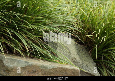 'Variegata' - Japansegge Morrow's sedge (Carex morrowii Stock Photo - Alamy