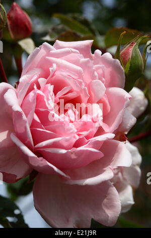 Climbing rose 'Albertine' Stock Photo - Alamy
