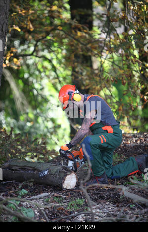 Woodcutter saws tree trunk with chainsaw. Sawdust flies from chainsaw ...