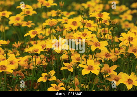 Apache beggarticks (Bidens ferulifolia Stock Photo - Alamy