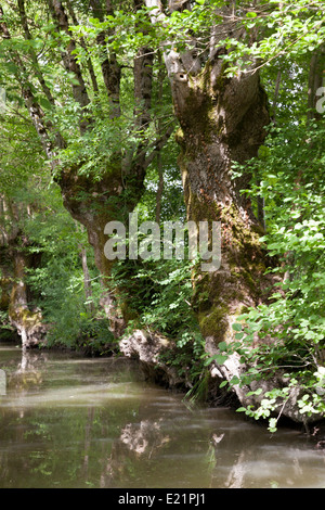 In the Marais Poitevin (France), a pollarded ash tree with a remarkable ...