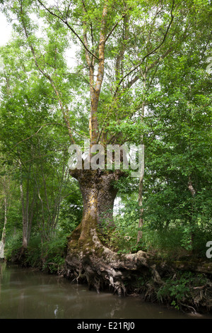 In the Marais Poitevin (France), pollarded ash trees with a remarkable ...