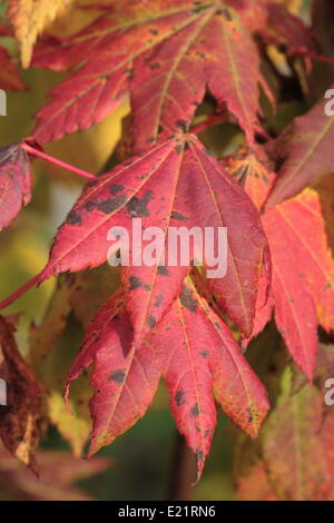 Vine Maple tree (Acer circinatum) in fall, North Cascades, October ...