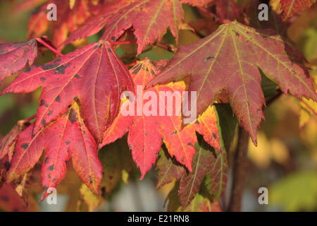 Vine Maple tree (Acer circinatum) in fall, North Cascades, October ...