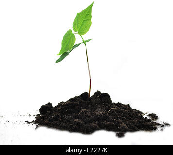 small new leaf on tree Stock Photo - Alamy