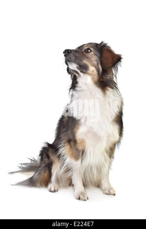 mixed breed tri-colored dog Stock Photo - Alamy