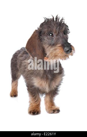 Wire-haired Miniature Dachshund standing in autumn leaves. Germany ...