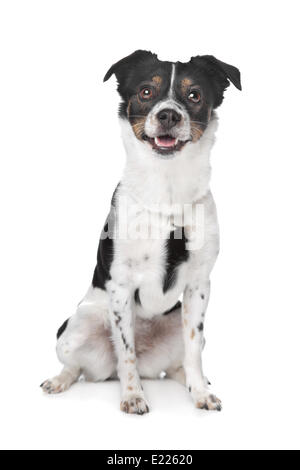 Dutch boerenfox terrier dog sitting in a chair facing the camera ...