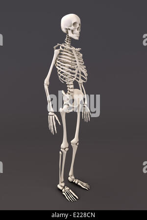 Skeleton of a gray background Stock Photo - Alamy