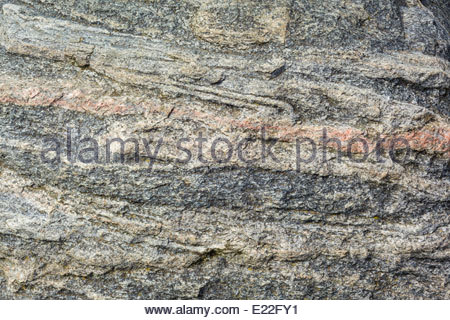 Close up of rock surface, gneiss with white folded quartz veins due ...