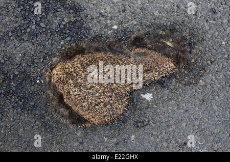 dead squashed hedgehog roadkill road kill wildlife Stock Photo - Alamy