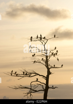 A group of cormorants in the tree Stock Photo - Alamy