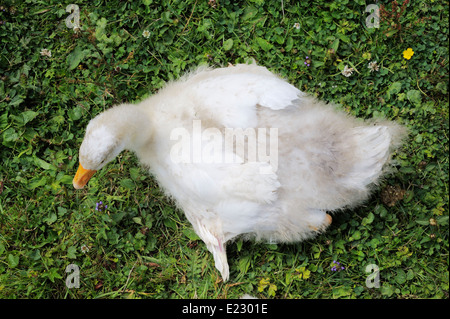 Young goose, gosling, with "Angel Wing", deformity arising from ...