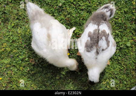 Young goose, gosling, with "Angel Wing", deformity arrising from ...