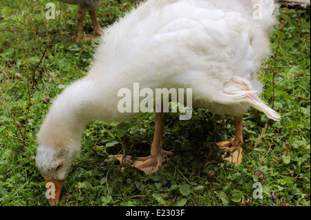 Young goose, gosling, with "Angel Wing", deformity arrising from ...