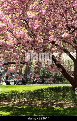 Pink Cherry Trees in Bloom in Park during Spring Season Stock Photo - Alamy