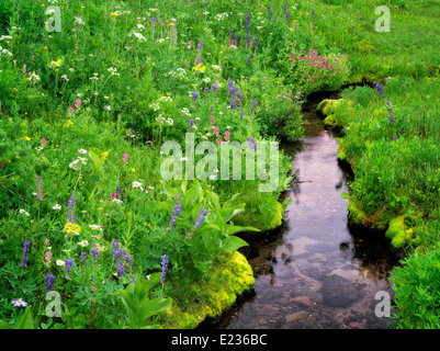 Small stream and wildflowers. Bird Creek meadows. Mt. Adams Wildernesss ...