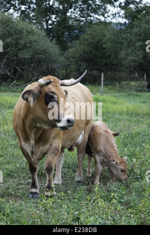 Cow, Aubrac race, Chartreuse, Isere, Rhone-Alpes, France Stock Photo ...