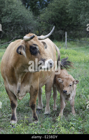 Cow, Aubrac race, Chartreuse, Isere, Rhone-Alpes, France Stock Photo ...