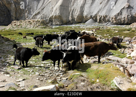 A dzo, hybrid of yak and domestic cattle, along the trail to Everest ...