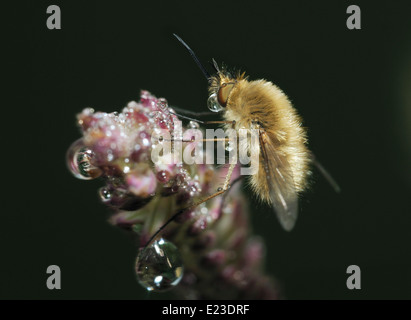 Western Bee-Fly - Bombylius canescens Roosting on wet grass Stock Photo ...