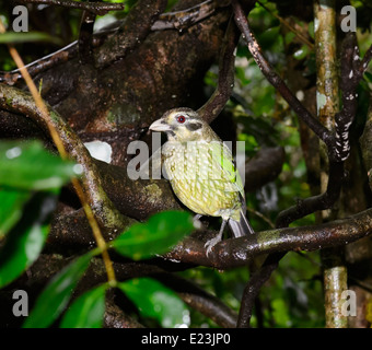 Spotted Catbird (Ailuroedus melanotis), North Queensland, Queensland ...
