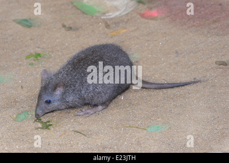 long-nosed potoroo (Potorous tridactylus), sitting on his hind legs ...