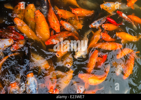 Koi carp, symbols of good luck and prosperity in Japan Stock Photo - Alamy