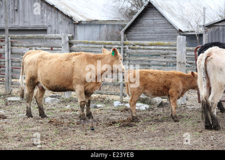 Cows in a small corral area beside farm buildings Stock Photo - Alamy