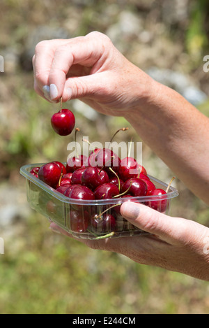 punnet of cherries Stock Photo - Alamy