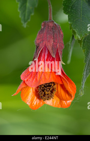 Single flower of the lax wall shrub, Abutilon 'Patrick Synge' Stock ...