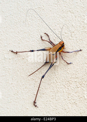 An unidentified species of Ensifera, an order of insects that includes ...