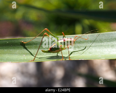 This image depicts an unidentified Ensifera, a suborder of insects ...