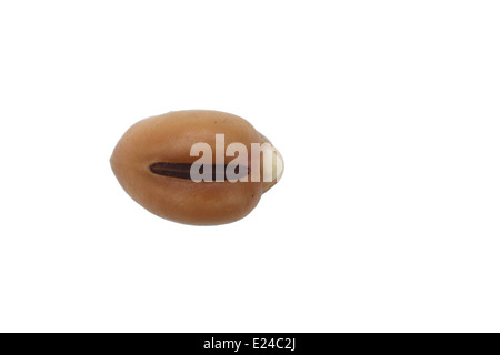 Pre germinated broad bean seed after 2 days testa has split and root is ...