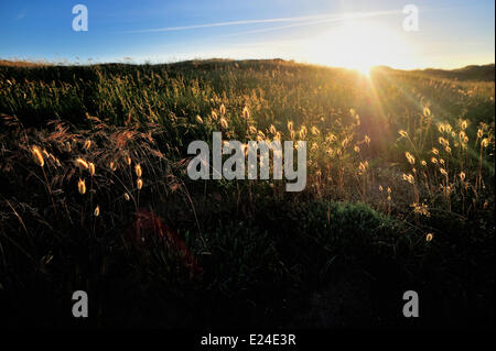 sunset, wheat field, sunsets, wheat fields Stock Photo - Alamy
