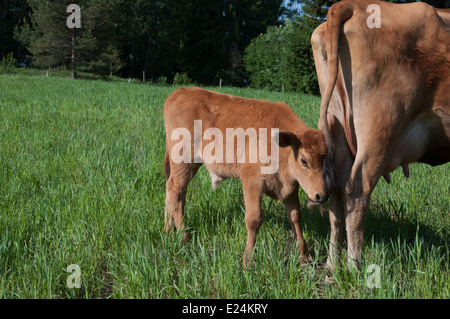 Finnish Native Breed of cow with calf Stock Photo - Alamy