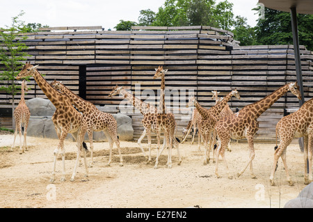 Giraffes at the Parisian Zoo, France Stock Photo - Alamy