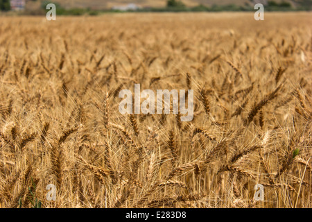 Grain, Old Castle, Greece, 2014, Sky, Cloud, Hills Stock Photo - Alamy