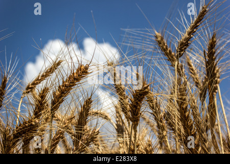 Grain, Old Castle, Greece, 2014, Sky, Cloud, Hills Stock Photo - Alamy
