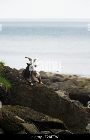 A goat on the beach in Lynmouth, Devon, UK Stock Photo - Alamy