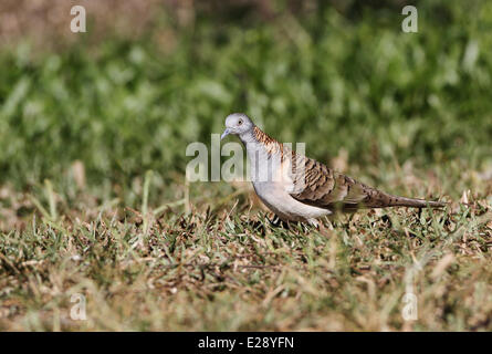 Bar-shouldered Dove (Geopelia humeralis), Queensland, Australia Stock ...