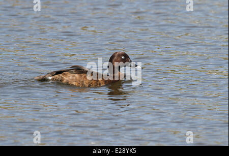 Hardhead (Aythya australis) adult male, swimming, Ormiston Gorge, West ...