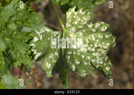 Grapevine blister mite, Colomerus vitis, damage blisters on the upper ...