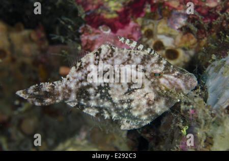 Seagrass Filefish (Acreichthys tomentosus) adult, swimming, Lembeh ...