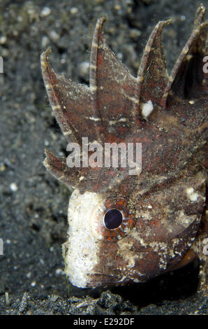 Close-up of a Longspine waspfish (Paracentropogon longispinus), Lembeh ...