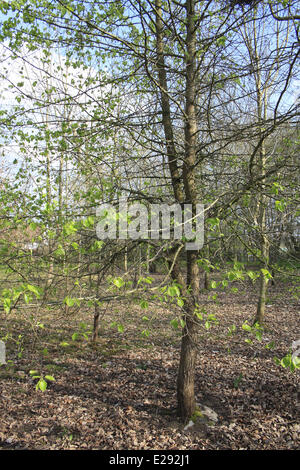 Wild Pear (Pyrus pyraster) habit, growing in woodland, Vicarage ...