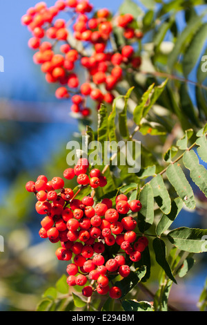 Rowan berry tree with edible red rowanberries growing in fall autumn ...