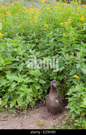 Golden Crownbeard an invasive plant species surrounding Laysan ...