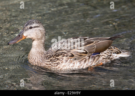 Mallard or wild duck (Anas platyrhynchos) walking amongst crocuses ...